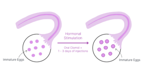 For Women and Families | Gameto