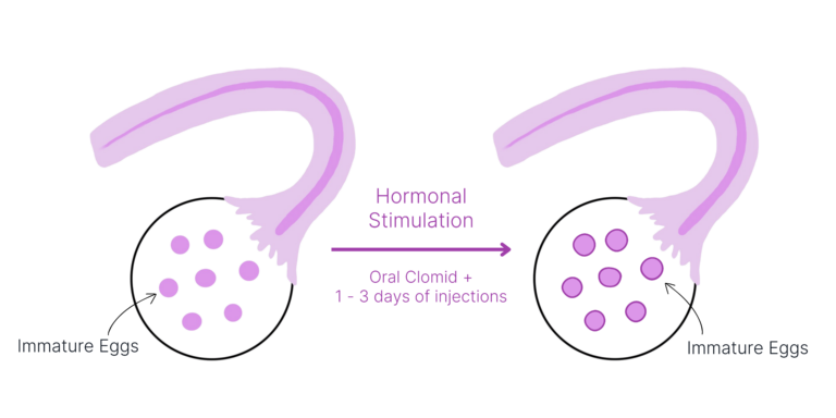 For Women and Families | Gameto