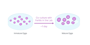 For Women and Families | Gameto