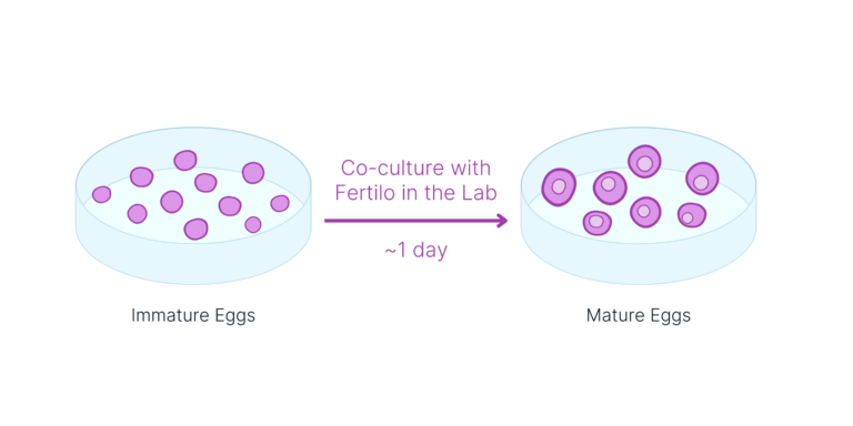 For Women and Families | Gameto